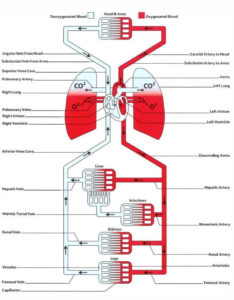 Circulation Problems | Heart Attack | Shock | First Aid